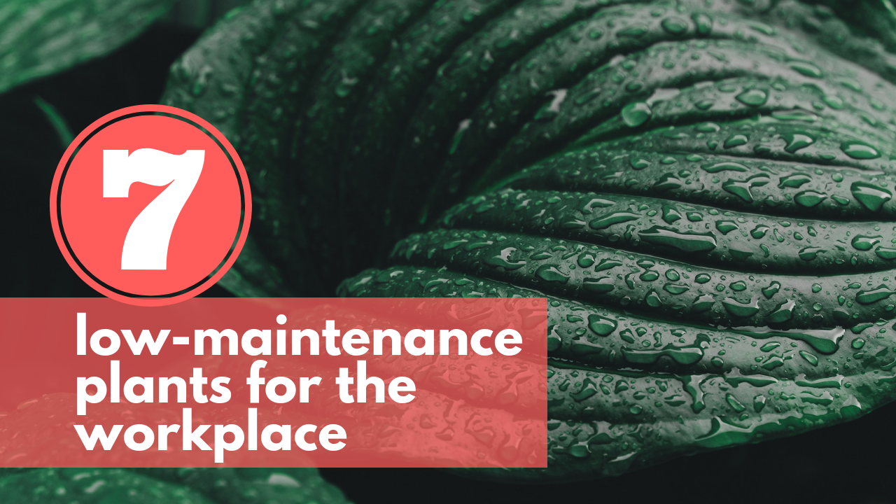 The 7 Best Low-Maintenance Plants For The Workplace | AllWork.Space